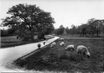 Photo of Merrow, The Village 1904 - Francis Frith