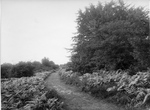 Photo of Merrow, The Village 1904 - Francis Frith