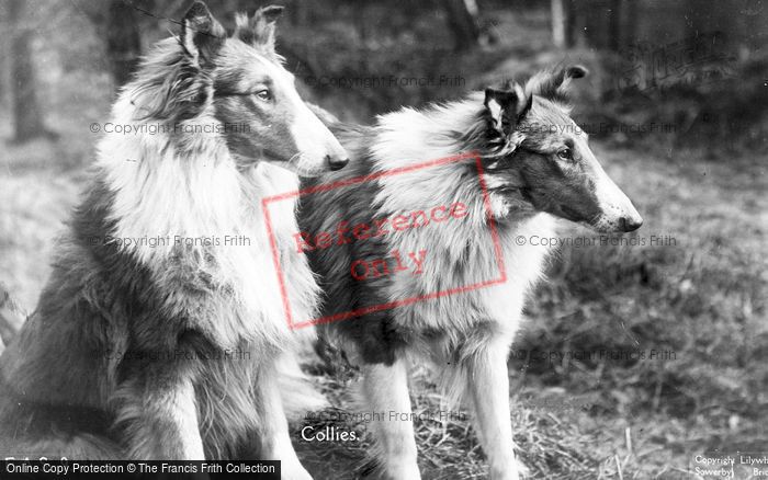 Photo of Rough Collies c.1920 - Francis Frith